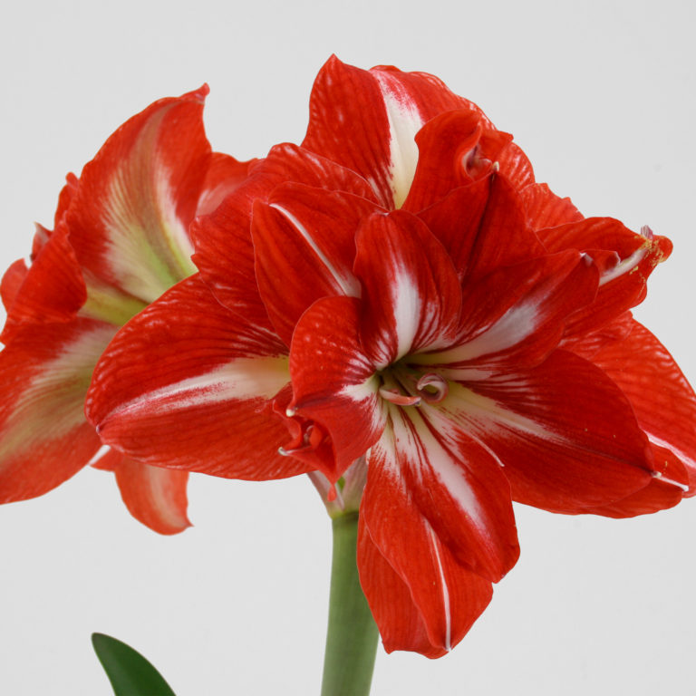 Amaryllis | Make Me Bloom