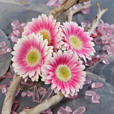 Piccolini - Make Me Bloom